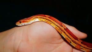 The 4 Most Docile Snakes You Can Get