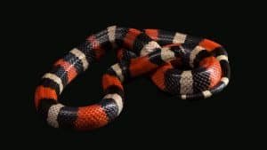 What Do Milk Snakes Eat? (And What To Feed In Captivity)