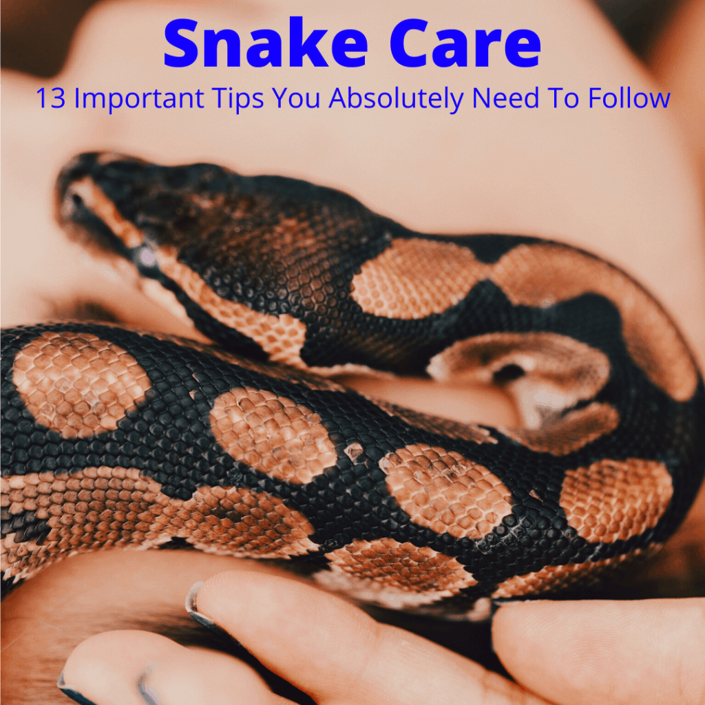 Snake Care (13 Important Tips You Absolutely Need To Follow)