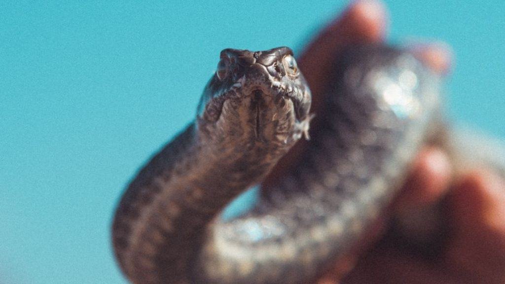 Snake Care (13 Important Tips You Absolutely Need To Follow)