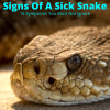 Signs of A Sick Snake - 15 Signs You Must Not Ignore