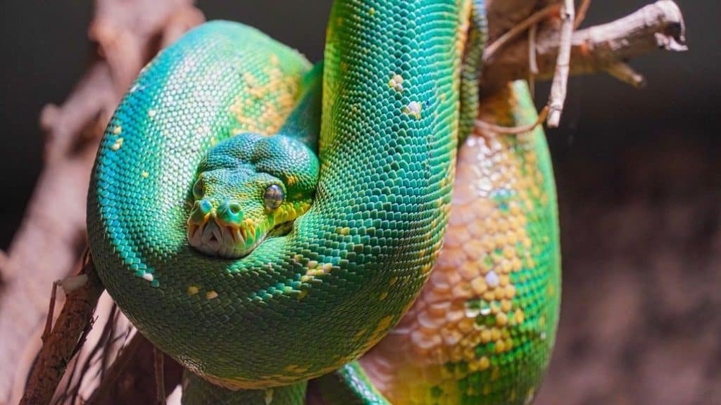 Signs of A Sick Snake - 15 Signs You Must Not Ignore