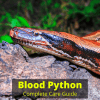 Blood Python Care (Complete Guide For New Snake Owners)