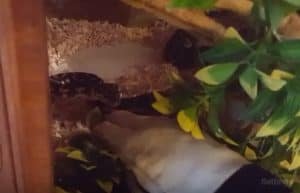 How To Tame A Snake In 7 Easy Steps