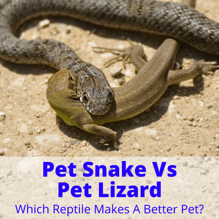 Pet Snake Vs Pet Lizard (Which Reptile Makes A Better Pet?)
