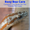 Rosy Boa Care (Complete Guide To Caring For This Popular Pet)