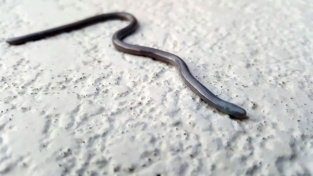 Are There Snakes In Hawaii? (And How They Threaten The Entire Island Chain)