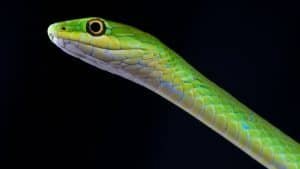 Rough Green Snake Care (Complete Guide To Caring For This Wonderful Pet)