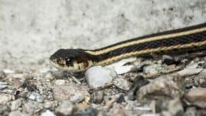 Garter Snake Care (The Ultimate Guide For Pet Owners)