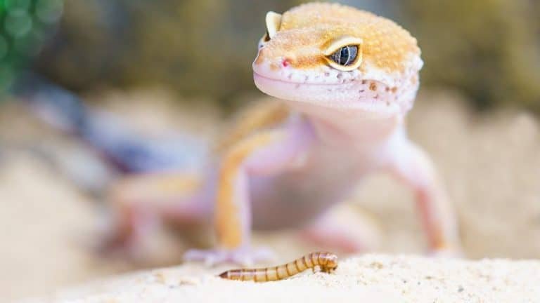 What Do Pythons Eat? (In The Wild And In Captivity)