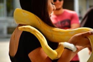 How To Tame A Snake In 7 Easy Steps