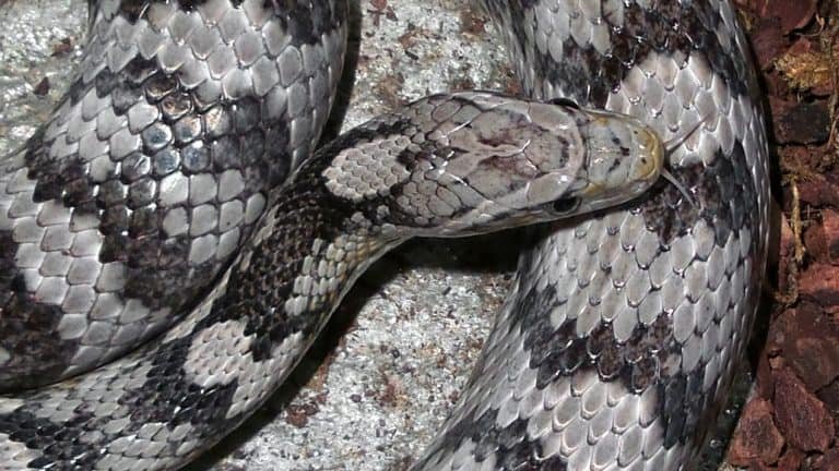 Snake Morphs (Complete Guide With Examples)