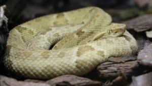 Snake Island (7 Crazy Facts About Brazil's Ilha Da Queimada Grande ...