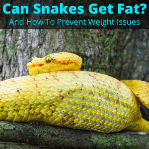 Can Snakes Get Fat? (And How To Prevent Weight Issues)