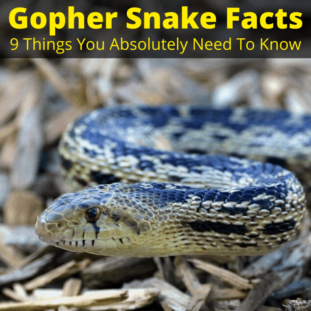 Gopher Snake Facts (9 Things You Absolutely Need To Know)