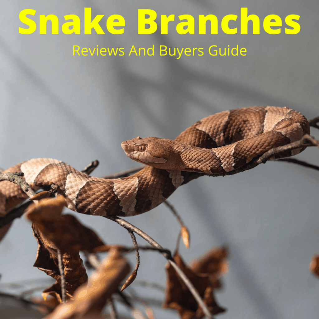 Snake Branches (Best Climbing Trees Reviewed & Buyer's Guide)