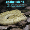 Snake Island (7 Crazy Facts About Brazil's Ilha Da Queimada Grande)