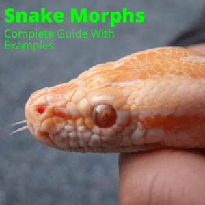 Snake Morphs (Complete Guide With Examples)
