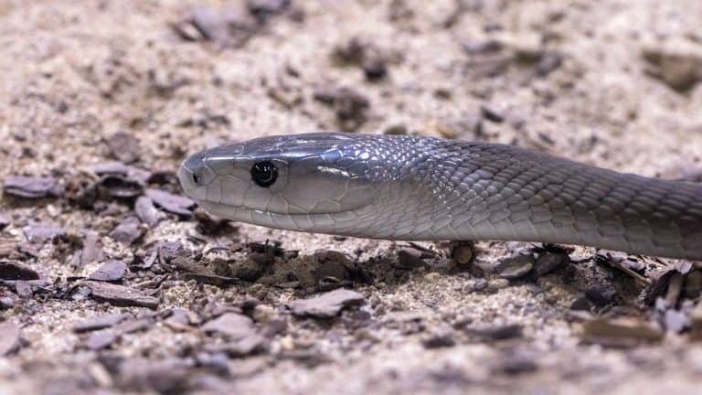 Can You Defang A Snake? (And The Other Question You Need To Ask)