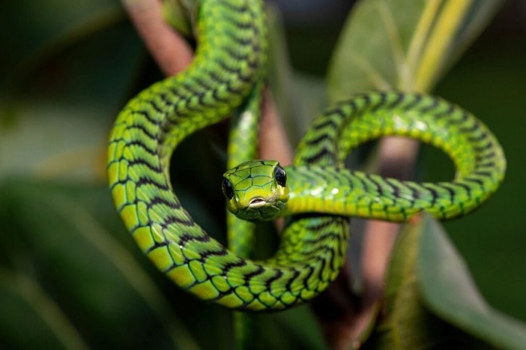 Venomous Snakes (12 Deadly Snakes That Can Kill You)