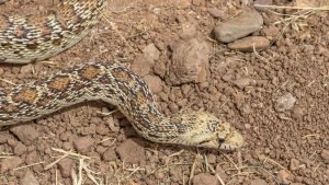 Bullsnake Care (Complete Guide To Caring For A Bullsnake)