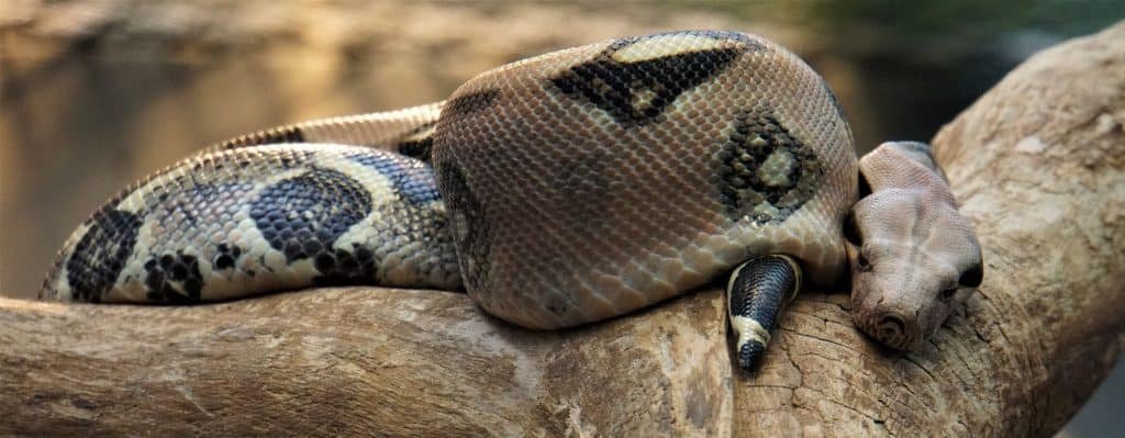 Can Snakes Get Fat? (And How To Prevent Weight Issues)