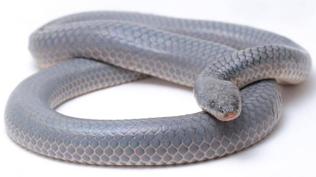 Sunbeam Snake Care (Ultimate Beginners Guide And General Info)