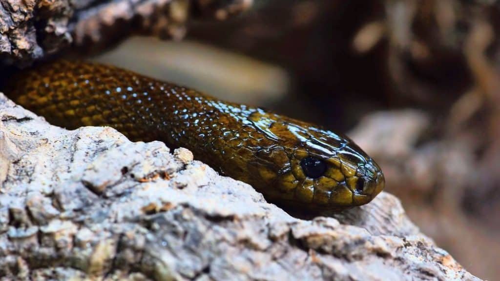 10 Most Venomous Snakes In The World (I Bet You Can Guess Where Most Live)