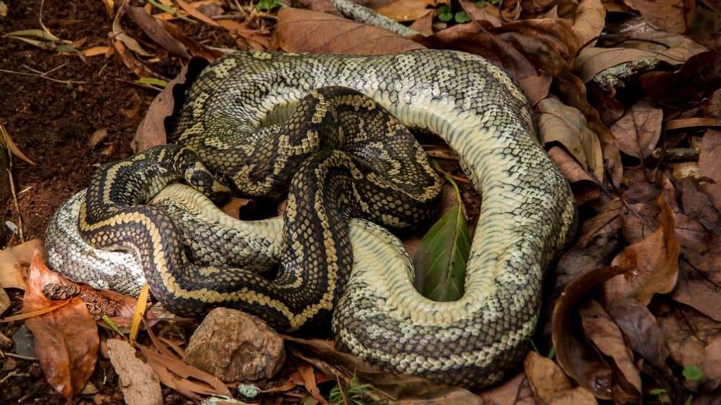 How To Tell If A Snake Is Dead (And Do So Safely!)
