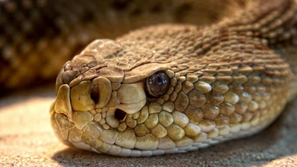 Rattlesnake Facts (8 Deadly Facts That Will Surprise You)