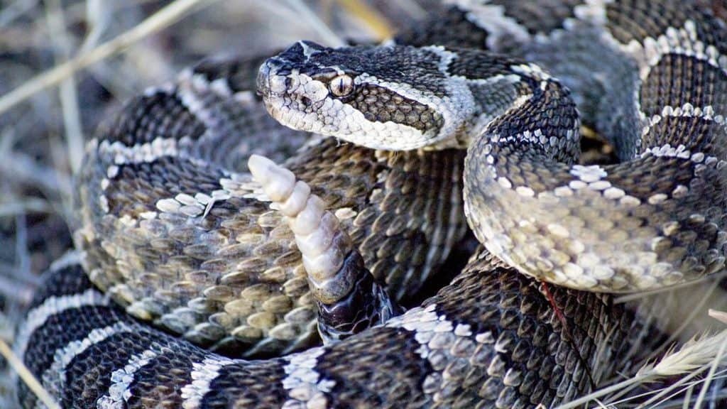 Rattlesnake Facts (8 Deadly Facts That Will Surprise You)