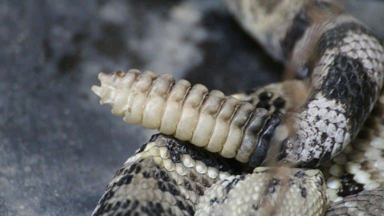 Rattlesnake Facts (8 Deadly Facts That Will Surprise You)