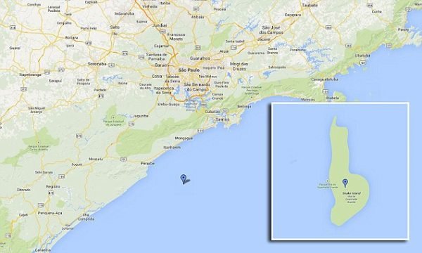 Snake Island (7 Crazy Facts About Brazil's Ilha Da Queimada Grande)