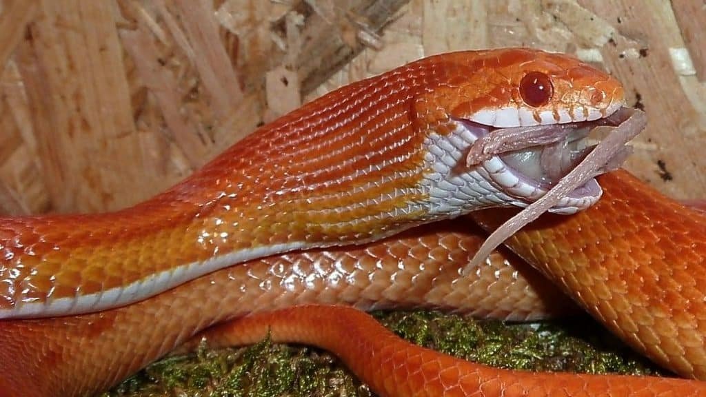 Can Snakes Get Fat? (And How To Prevent Weight Issues)
