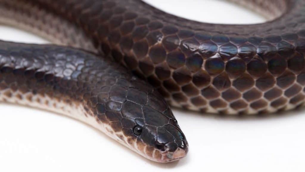 Sunbeam Snake Care (Ultimate Beginners Guide And General Info)