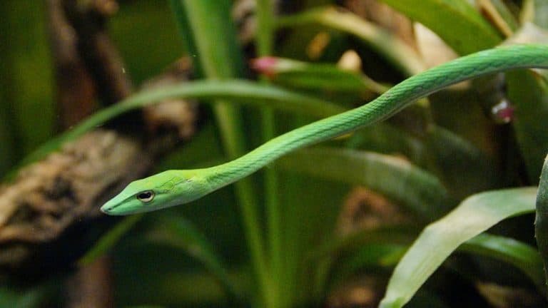 Can Snakes Get Fat? (And How To Prevent Weight Issues)