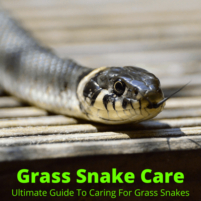 Grass Snake Care (Ultimate Guide To Caring For Grass Snakes)