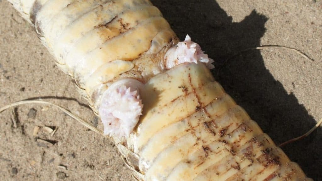 Why Do Snakes Have Two Penises? (+How They Work)