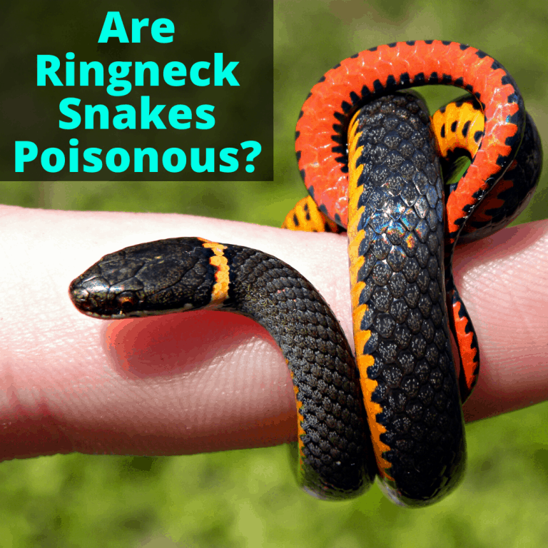 Are Ringneck Snakes Poisonous? (Plus Other Info You Need To Know)