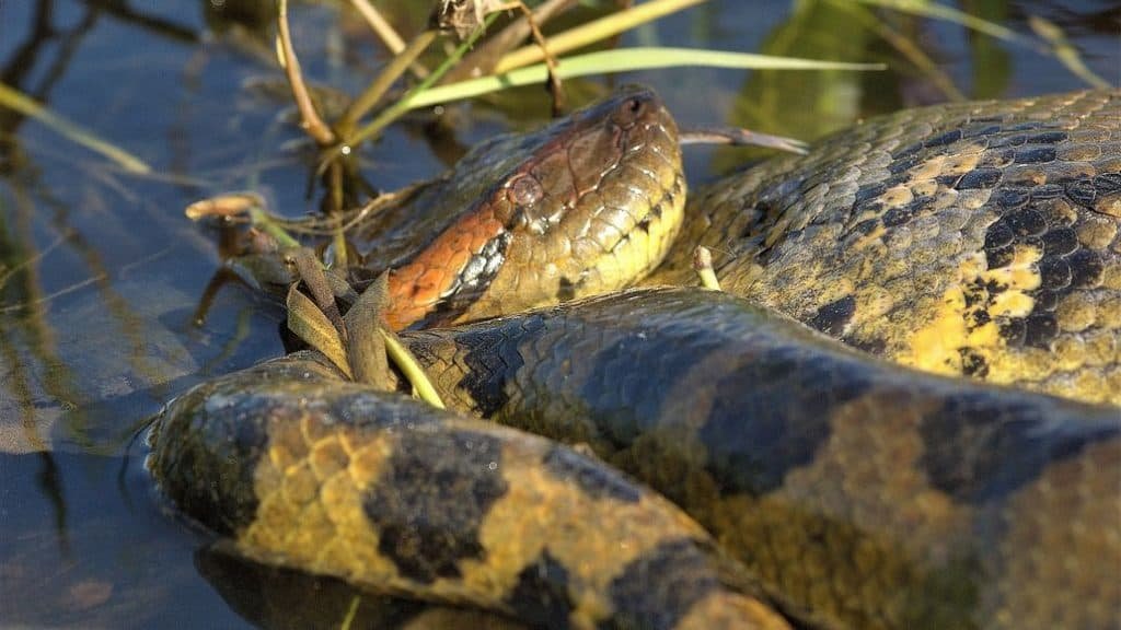 Anaconda As A Pet (Complete Guide To Keeping An Anaconda)