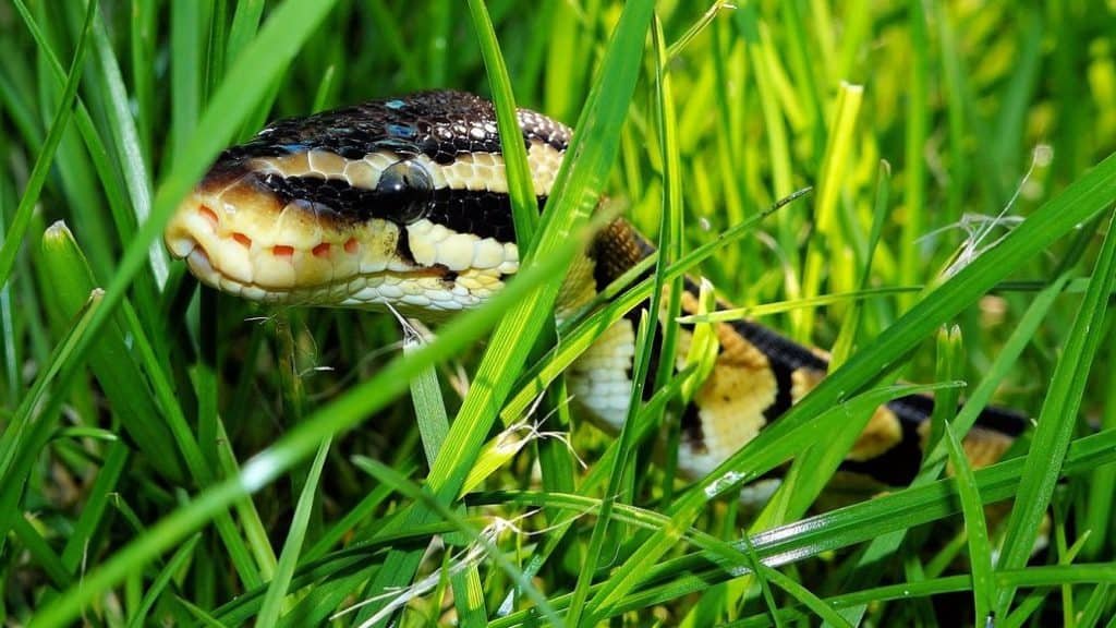 Are There Snakes In Hawaii? (And How They Threaten The Entire Island Chain)