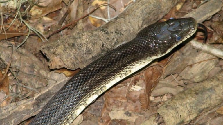 When Is Mating Season For Snakes? (And Why It's Important)
