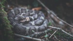 When Do Snakes Hibernate? (And Everything Else About Brumation)