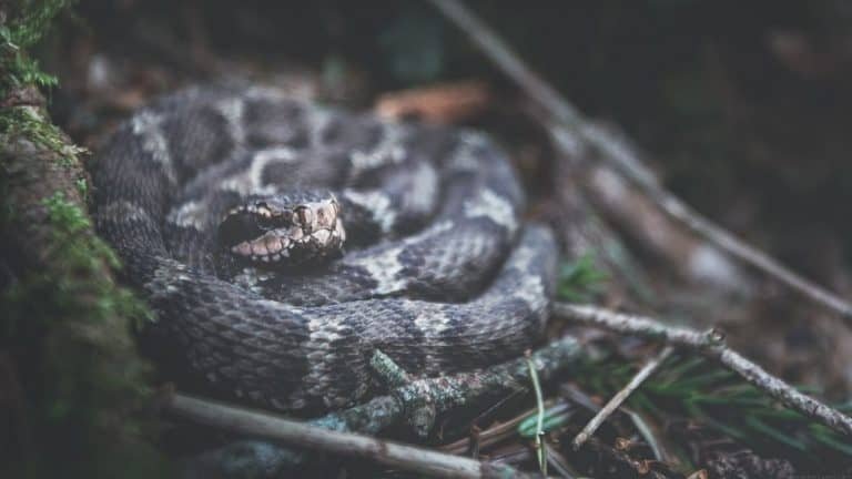 When Do Snakes Hibernate? (And Everything Else About Brumation)