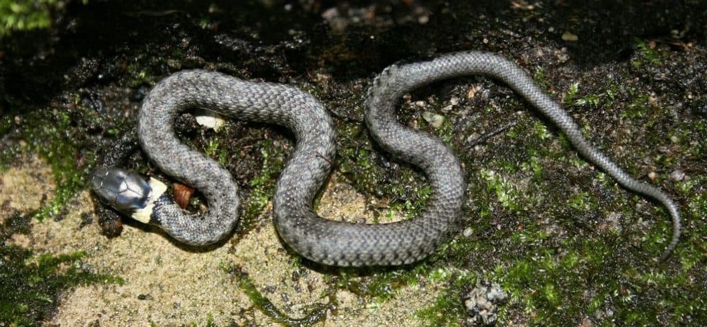 Grass Snake Care (Ultimate Guide To Caring For Grass Snakes)