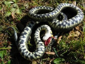 Septicemia In Snakes (Everything You Need To Know)