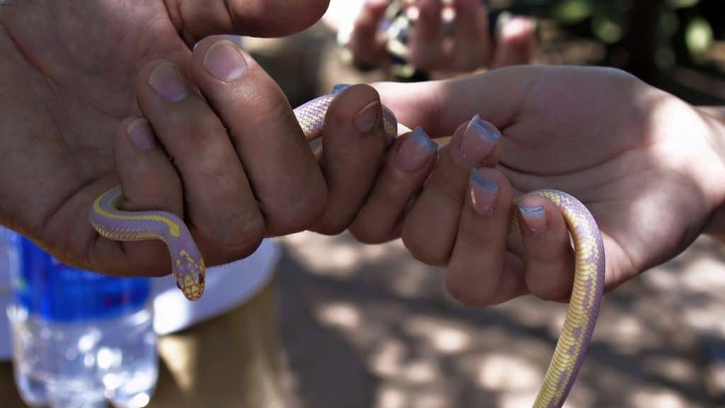 Snake Hissing Explained (And What You Should Never Do)