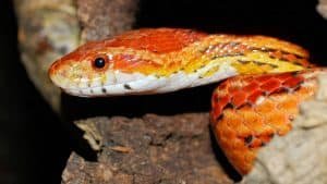 Pet Snakes For Beginners (5 Best Breeds For New Owners) - My Snake Pet