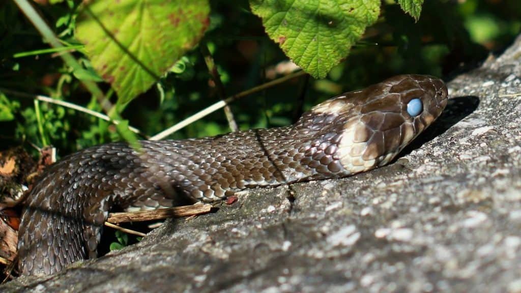 Grass Snake Care (Ultimate Guide To Caring For Grass Snakes)