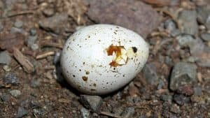 How Do Snakes Mate? (Warning: You May Be Sorry You Asked!)